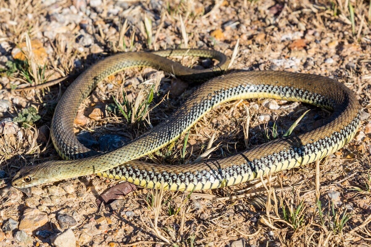 Una bicha • Andalucía Wordle Blog